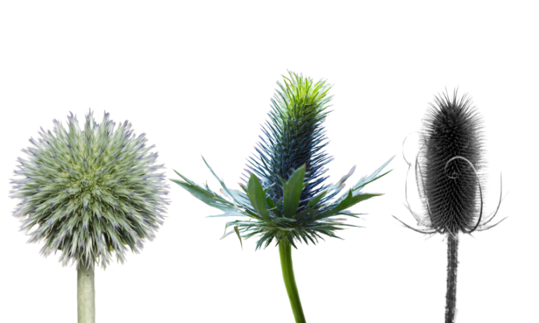 What You Need to Know: Blue Thistle Wedding Flower Design